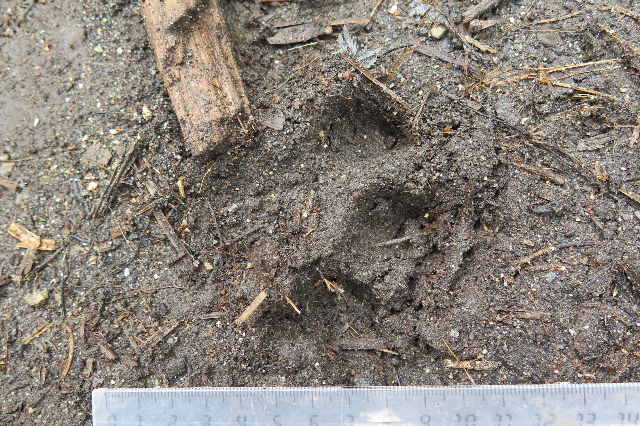 Community Fund – Fundación Fauna de la Amazonía – January Update ...